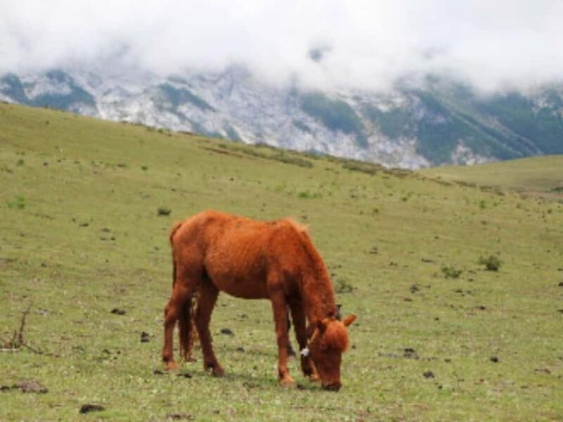 Lijiang: Yulong Snow Mountain & Impression Lijiang Show - The Itinerary Breakdown