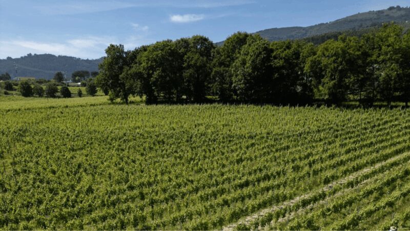 Lima Valley Tour with Wine Tasting and Local Gastronomy - A Closer Look at the Experience