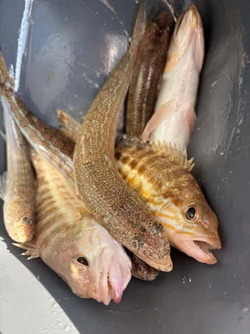 Limassol: Swimming trip with trolling or bottom fishing - The Sum Up: Is It Worth It?