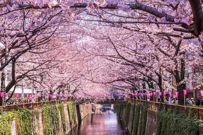 Limited-Time Tea Experience with Cherry Blossom Viewing - Who Will Love This Experience?