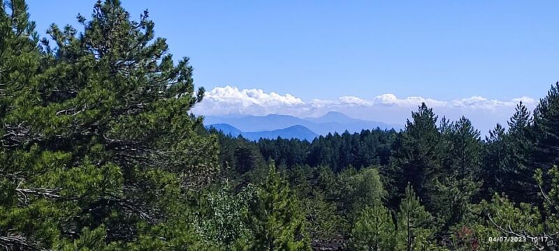 Linguaglossa: North Etna Guided Forest Walking Tour - What Makes This Experience Stand Out?