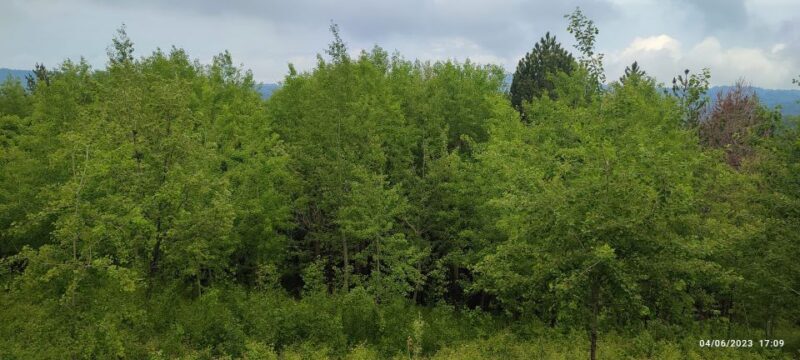 Linguaglossa: North Etna Guided Forest Walking Tour - Final Thoughts