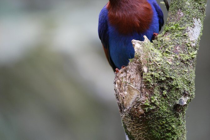 LION KING - Sinharaja Rain Forest Day Tour - A Deep Dive Into the Sinharaja Rain Forest Tour