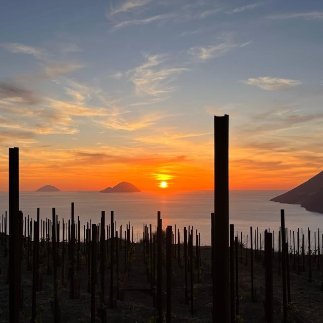 LIPARI WINERY - PIC NIC IN THE VINEYARD - Key Points