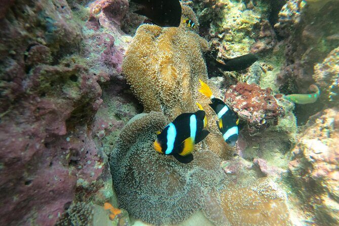 Lipe 8 Island Hopping and Snorkeling Shared Experience - FAQ