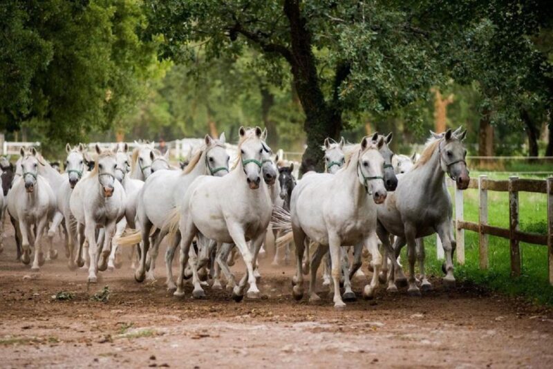 Lipica Stud Farm and kocjan Caves from Trieste - Practical Details and Value