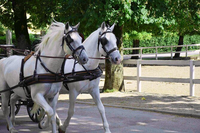 Lipica Stud Farm and Skocjan Caves from Koper - Who Is This Tour Best For?