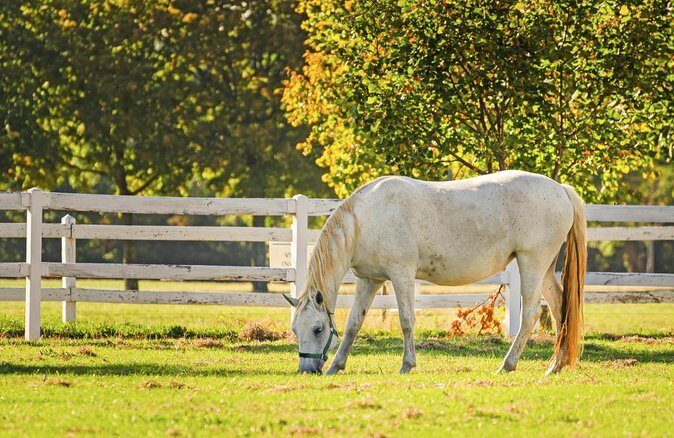 Lipica Stud Farm- Private Experience from Koper - A Detailed Itinerary Breakdown