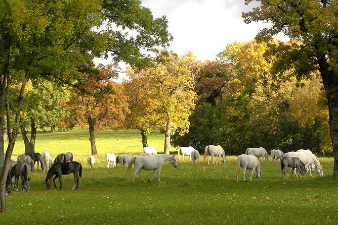 Lipica Stud Farm- Private Experience from Koper - Who Would Love This Tour?