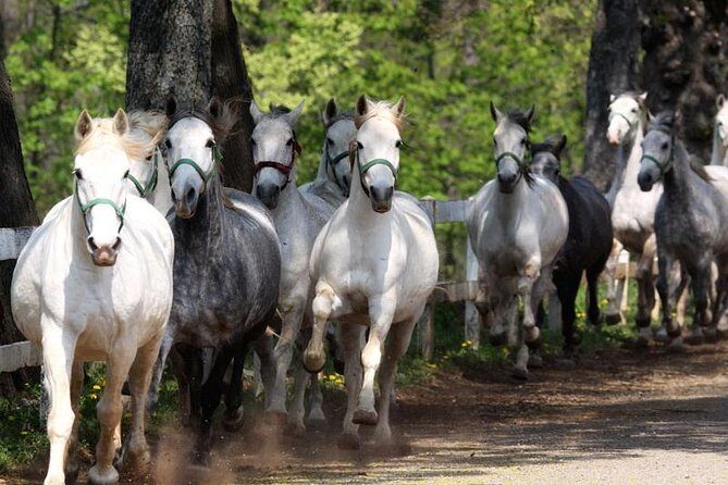 Lipica Stud Farm & Skocjan Caves - Small Group Tour from Trieste - Practical Tips for Travelers