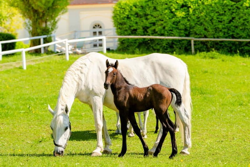 Lipizzaner Stud Piber: Guided Tour - An In-Depth Look at the Lipizzaner Stud Piber Guided Tour