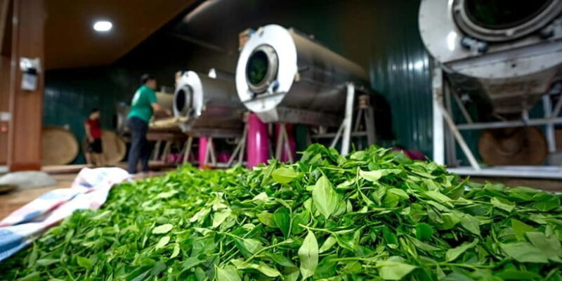 Lipton's Seat, Adisham Bungalow, Dambetenna Tea Factory Tour - The Hotel Experience