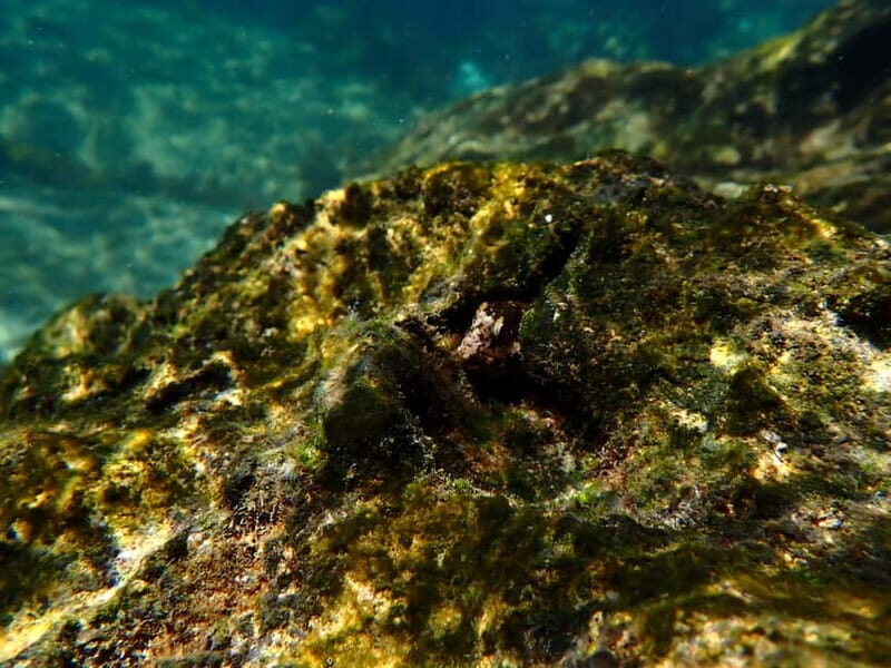 Lisboa: Kayaking & Snorkeling Tour with photos included - Frequently Asked Questions