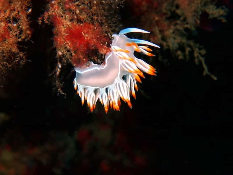 Lisboa:Try Scuba Diving in Arrábida Marine Reserve w/photos - Who Should Consider This Tour?