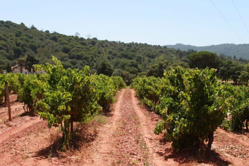 Lisbon: Arrábida and Sesimbra Day Trip with Wine - The Sum Up