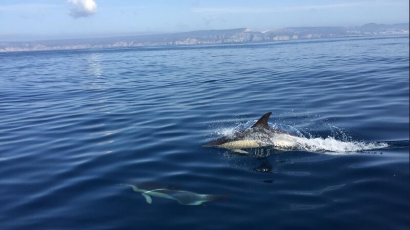 Lisbon: Arrábida Natural Park Dolphin Watching Boat Tour - An In-Depth Look at the Experience