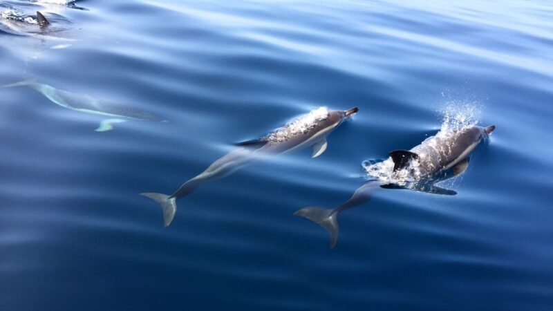 Lisbon: Arrábida Natural Park Dolphin Watching Boat Tour - FAQ