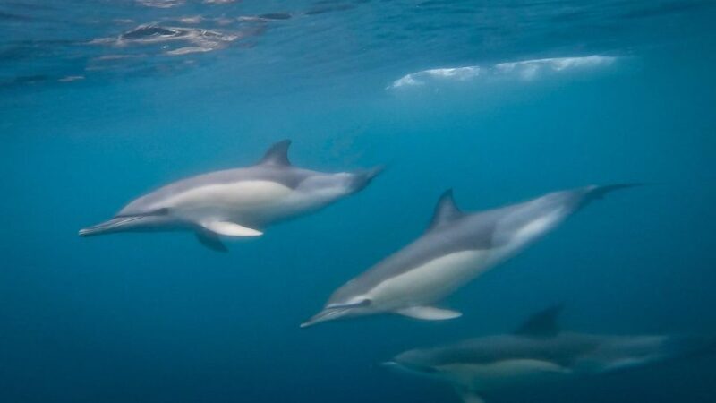 Lisbon: Dolphin Watching Boat Tour with Welcome Coffee - Key Points