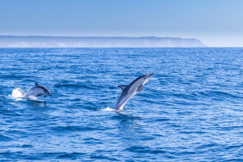 Lisbon: Dolphin Watching Boat Tour with Welcome Coffee - An Honest Look at the Lisbon Dolphin-Watching Tour
