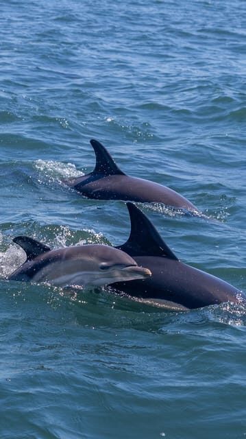 Lisbon: Dolphin Watching Boat Tour with Welcome Coffee - The Breakdown of the Whole Experience
