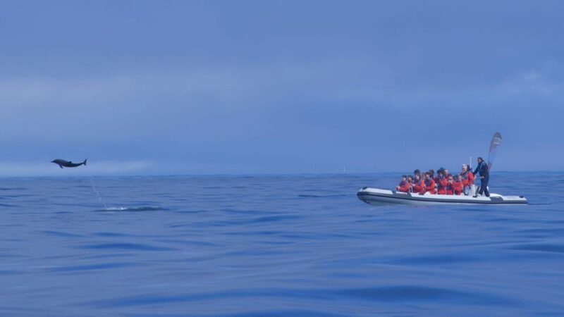 Lisbon: Dolphin Watching Boat Tour with Welcome Coffee - Frequently Asked Questions