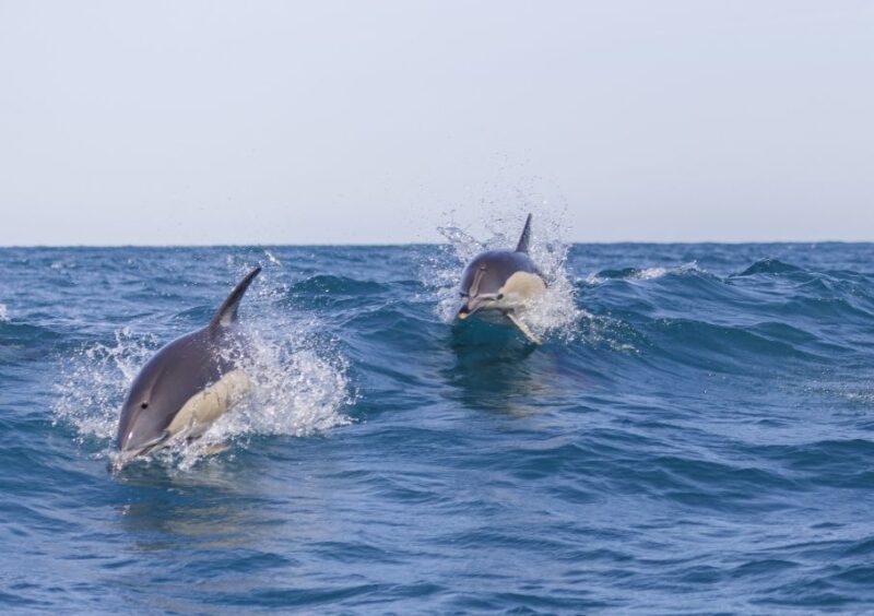 Lisbon: Dolphin Watching with Marine Biologist - Key Points