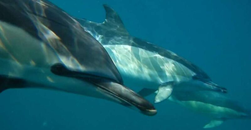 Lisbon: Dolphin Watching with Marine Biologist - Introduction: Why This Tour Is Worth Your Time