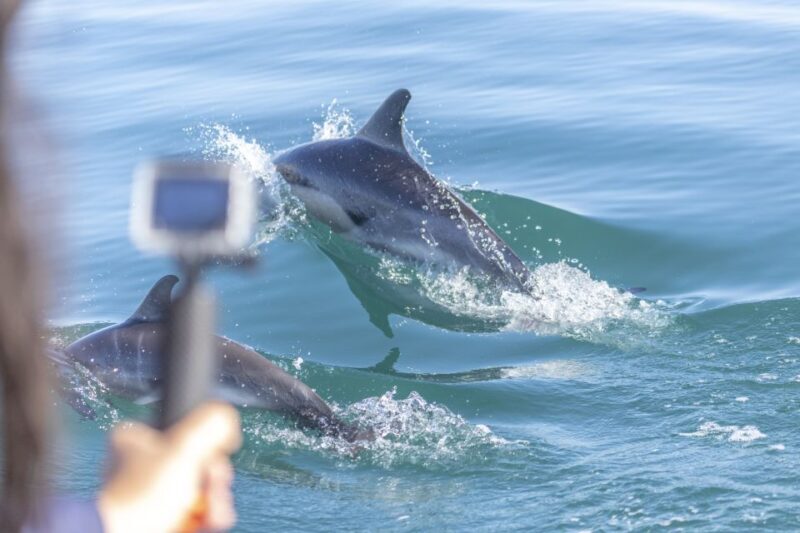 Lisbon: Dolphin Watching with Marine Biologist - Who Will Love This Experience?