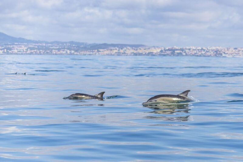 Lisbon: Dolphin Watching with Marine Biologist - A Close Look at the Experience