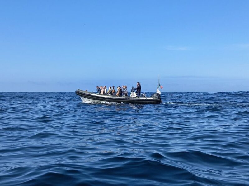 Lisbon: Dolphin Watching with Marine Biologist - Cost and Value