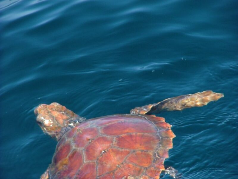 Lisbon: Dolphin Watching with Marine Biologist - Practical Tips for Travelers
