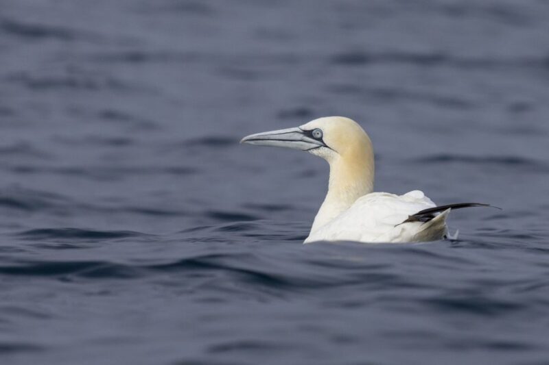 Lisbon: Dolphin Watching with Marine Biologist - The Sum Up: Is It Worth It?