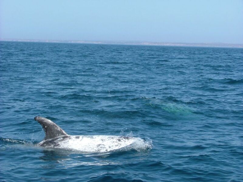 Lisbon: Dolphin Watching with Marine Biologist - FAQ