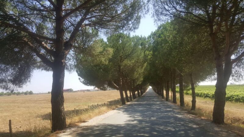 Lisbon: Évora and Alentejo Private Wine Tour - Key Points