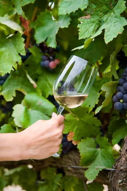 Lisbon: Full-Day Wine Tasting Tour in Setúbal ALL INCLUSIVE - Who Will Love This Tour?