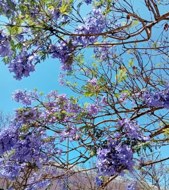 Lisbon: Guided olfactory and historical tour - How This Tour Compares to Other Lisbon Experiences