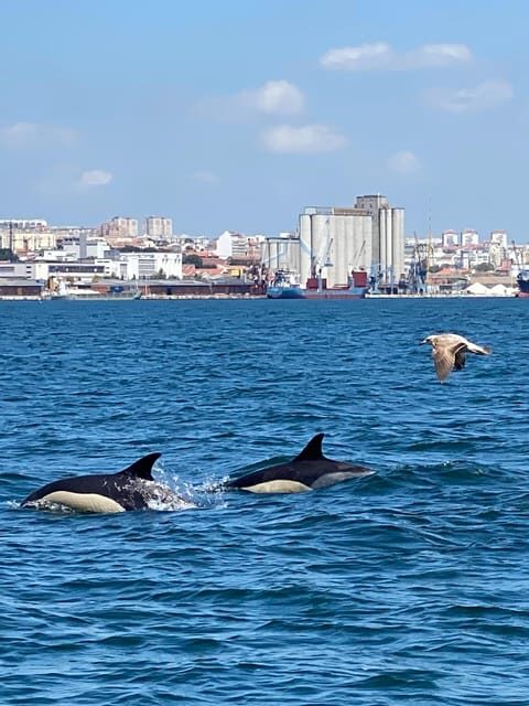 Lisbon: MAAT Entry Ticket & Dolphin Watching Boat Tour - Practicalities and Logistics