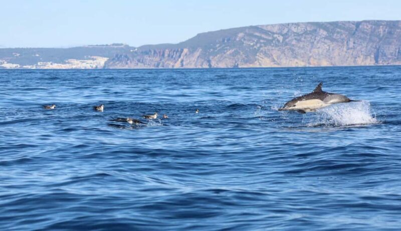 Lisbon: Ocean Safari with Marine Biologists - Lisbon: Ocean Safari with Marine Biologists — A Detailed Review