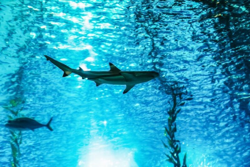 Lisbon: Oceanário de Lisboa Entrance Ticket - Meta Description: