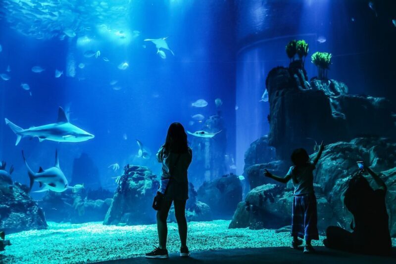 Lisbon: Oceanário de Lisboa Entrance Ticket - A Detailed Breakdown of the Lisbon Oceanário Experience