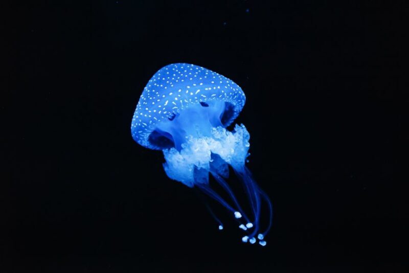 Lisbon: Oceanário de Lisboa Entrance Ticket - Who Will Love This Experience?