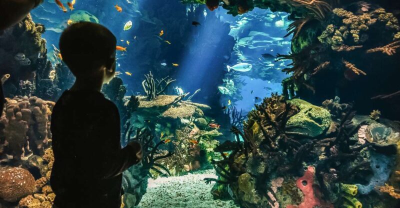 Lisbon: Oceanário de Lisboa Entrance Ticket - The Sum Up