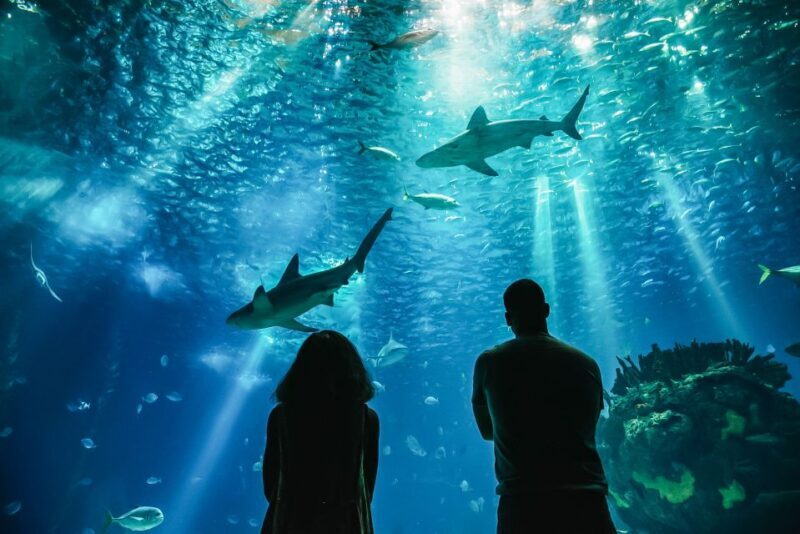 Lisbon: Oceanário de Lisboa Entrance Ticket - FAQ