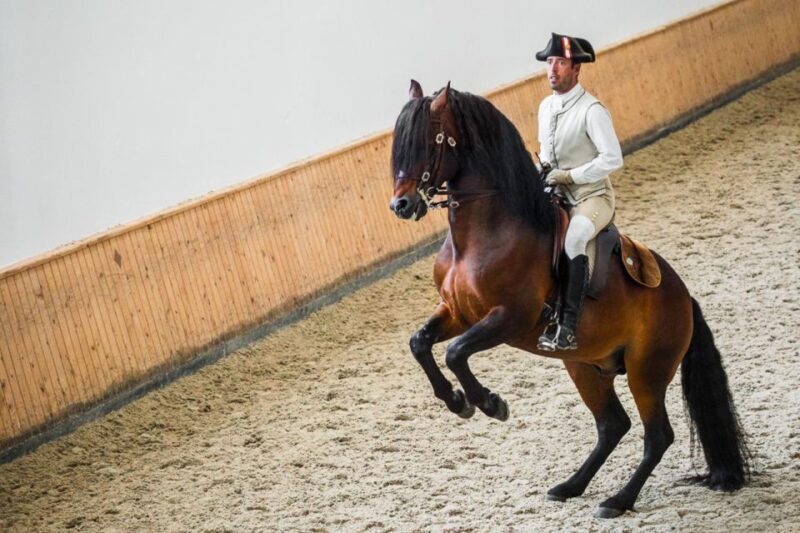 Lisbon: Portuguese Riding School Trainig with Lusitano Horse - The Practical Side: Logistics and Value