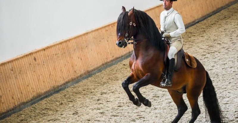 Lisbon: Portuguese Riding School Trainig with Lusitano Horse - The Sum Up
