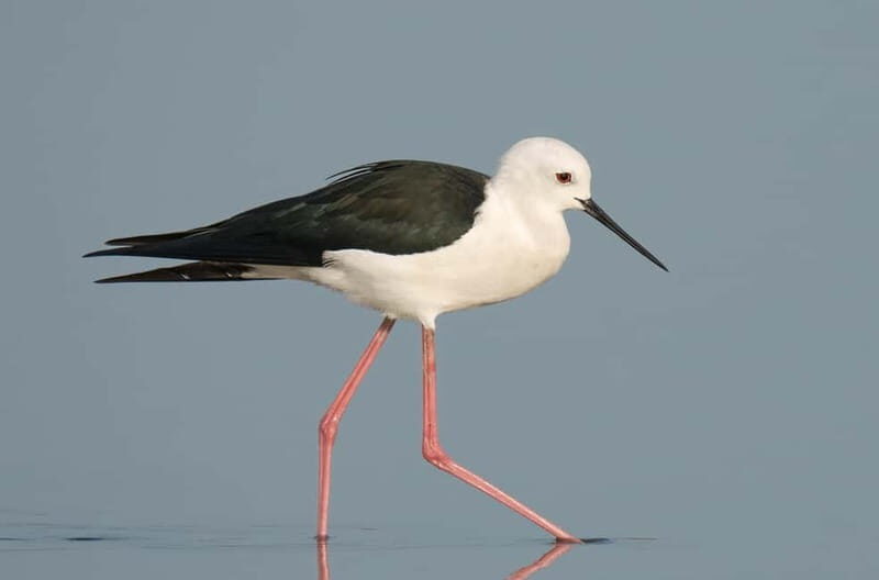 Lisbon: Private Birdwatching Tours with a Local Guide - Lisbon: Private Birdwatching Tours with a Local Guide