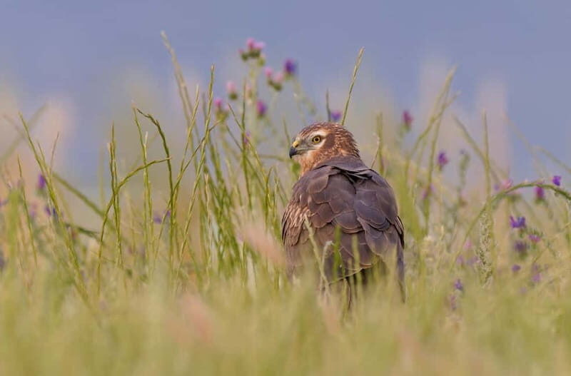 Lisbon: Private Birdwatching Tours with a Local Guide - An Introduction to Lisbon’s Birdwatching Tours