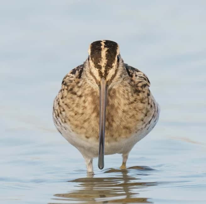Lisbon: Private Birdwatching Tours with a Local Guide - Deep Dive into the Experience