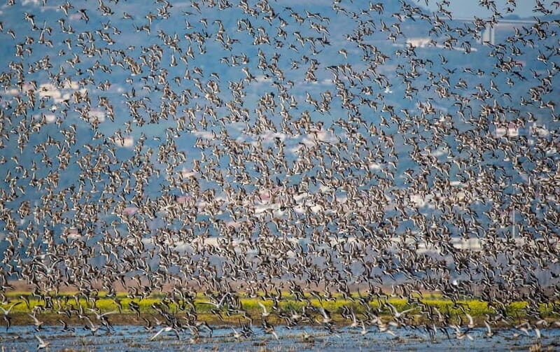 Lisbon: Private Birdwatching Tours with a Local Guide - Who Should Consider This Tour?