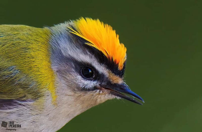 Lisbon: Private Birdwatching Tours with a Local Guide - The Sum Up